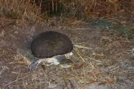 Piden extremar los cuidados para evitar colisionar animales en rutas de ...